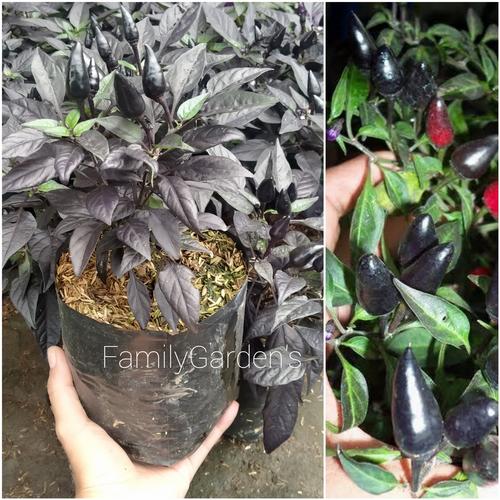 Jual Tanaman Hias Konsumsi Cabe / Cabai / Lombok Hitam (Sudah Berbuah ...