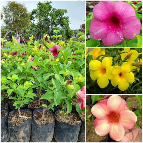 Promo Tanaman Bunga Alamanda / Bunga Allamanda Cathartica / Bunga ...