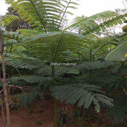 Jual pohon solobium parahiba 2 meter/pohon solobium/tanaman parahiba ...
