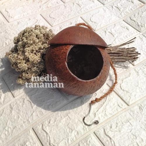 Promo batok glodok lovebird sarang burung sangkar burung rumah burung ...
