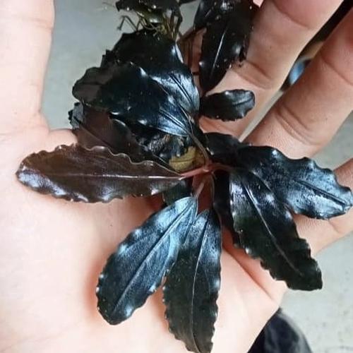 Jual Bucephalandra Black Venty Tanaman Aquascape - Kab. Serang - Sheryl Aquascaper | Tokopedia