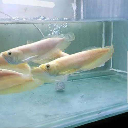 Jual arwana silver albino - Jakarta Timur - water park | Tokopedia