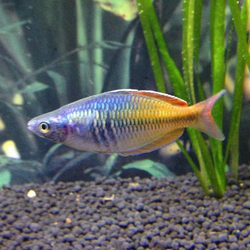 Jual Rainbow Boesmani - Ikan Rainbow Bosemani Aquascape - 4-6cm ...