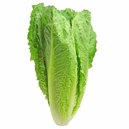 Jual Fresh Sayur Romaine Lettuce/Selada Romain - Kota Semarang ...