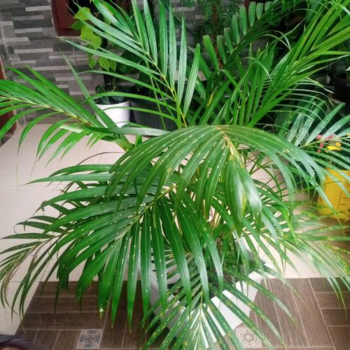 Jual pohon palem rimbun berikut pot - Kab. Bogor - sambel mama bryan ...