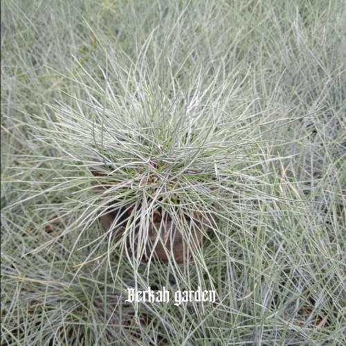 Jual Tanaman Hias rumput biru -festuca glauca - Kab. Bandung Barat ...