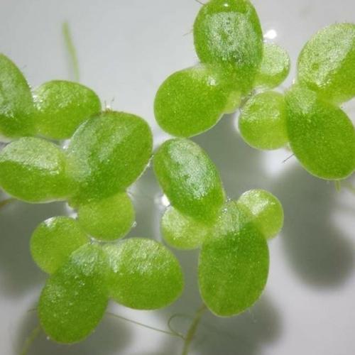 Jual lemna minor/lemnaceae lemna duckweed kiambang | Tanaman air ...