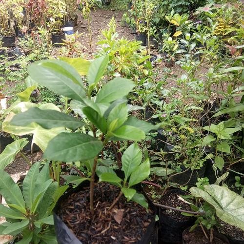 Jual tanaman hias atau bunga kaca piring atau ceplok piring putih - Kab ...