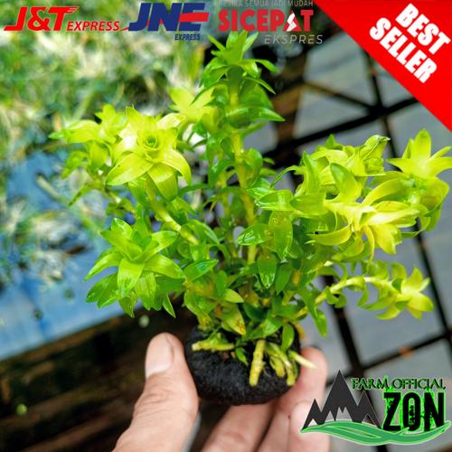Jual tonina sp belem tanaman stem aquascape weby kusa - Kab. Bogor ...