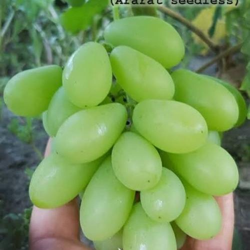 Promo Bibit Anggur Import Ararat Seedless Garansi Valid 100% - Kab ...