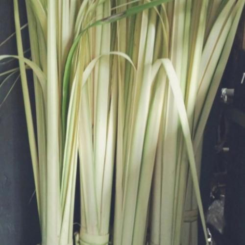 Jual Daun janur kelapa/daun kelapa muda segar per 1kg - Kab. Bogor ...