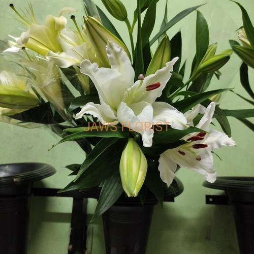 Jual Bunga Lily Casablanca (Pertangkai) - Putih - Jakarta Barat - Jaws ...