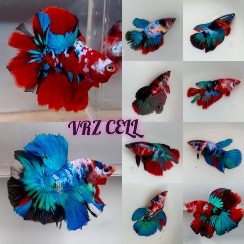 Jual Ikan Cupang Halfmoon Multi Colour Warna Hias Halfmon Koi Galaxy ...