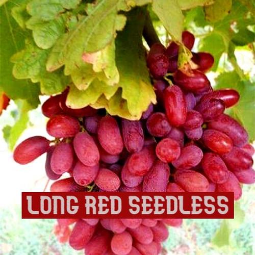 Promo Bibit Anggur Import Long Red Seedless Garansi Valid 100% - Kab ...