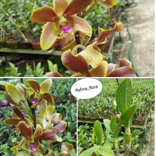 Jual anggrek dendrobium burana zet lasiantera sudah spike - Kota Bogor ...