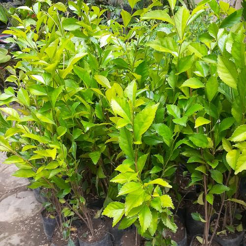 Jual Bibit Tanaman Tetehan/ Teh Tehan Tanaman Pagar - Kab. Kediri ...