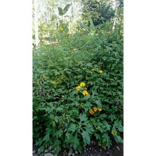 Jual daun insulin/daun paitan/tanaman insulin/insulin segar netto 1 kg ...