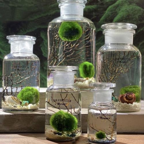 Jual Cladophora | Marimo Moss Ball | Bola Lumut Lucu Imut | Tanaman ...