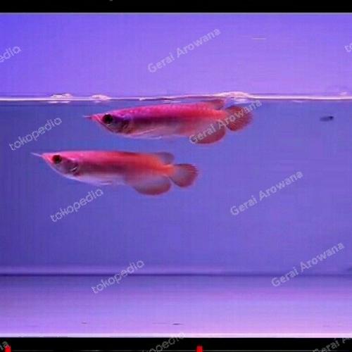 Promo arwana super red baby +-16cm Cicil 0% 3x - Kota Tangerang - Gerai ...