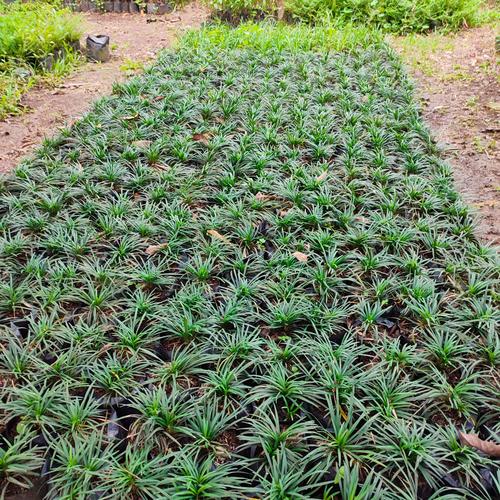 Jual tanaman kucai mini rumput taman - pohon kucai mini - Kab. Bogor ...