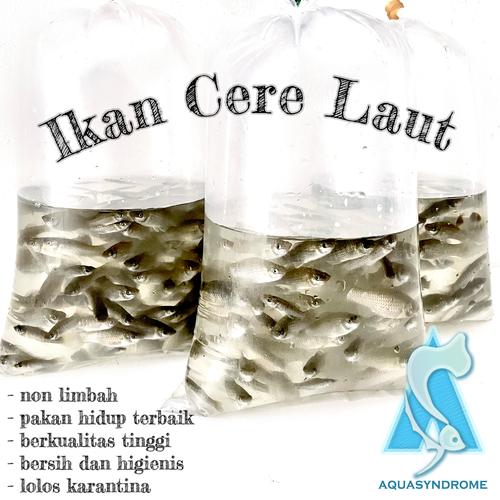 Jual Ikan Cere Laut Hidup Pakan Ikan Predator Bersih Higienis ...
