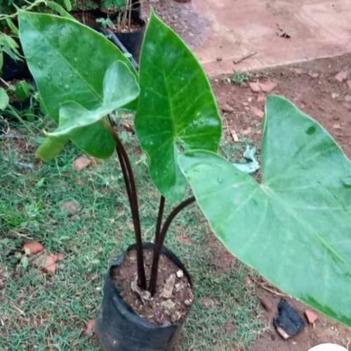 Jual Tanaman hias sente batang hitam/tanaman sente hitam - Kab. Bandung ...