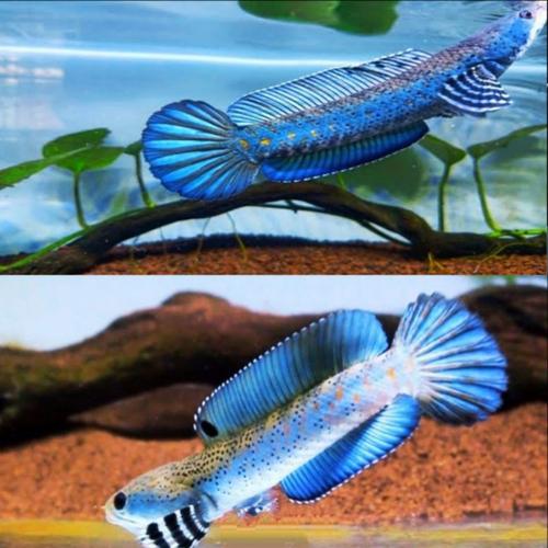 Jual ikan chana blue pulchra zise 10-15 cm - Kota Depok - erik guppy ...