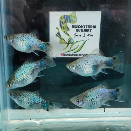 Jual ikan platy blue mickey mouse - Kab. Bogor - deka maxima | Tokopedia