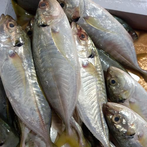 Jual ikan selar @1kg - Kota Batam - perkasafrozenfood | Tokopedia