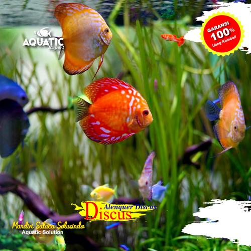 Jual Discus (Alenquer Discus) 2" (Inch) / 5 cm - 2 - Kab. Bogor ...