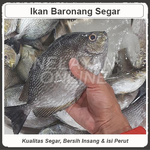 Jual Ikan Baronang Segar/Ikan Segar Fresh/Baronang 1kg isi 3-4 Ekor ...