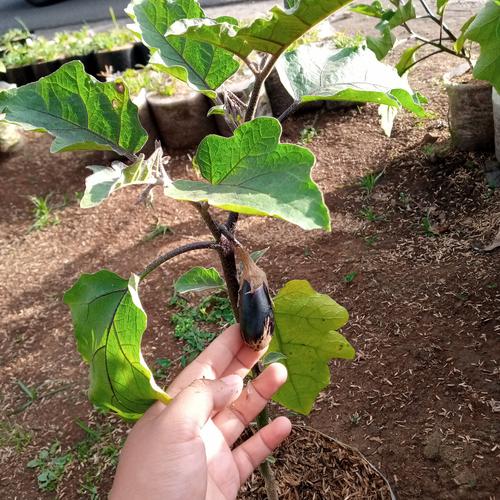 Jual tanaman pohon terong ungu panjang - Kab. Bandung Barat - morsha ...