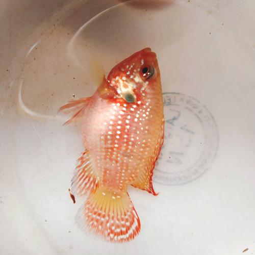 Jual cichlid / red jewel short body / semi short body / african cichlid ...