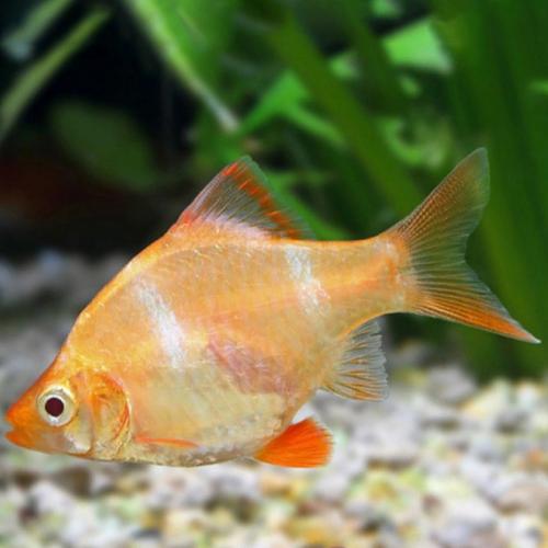 Jual Ikan Sumatra Albino Aquascape Ikan Sumatera Albino Ikan Hias ...
