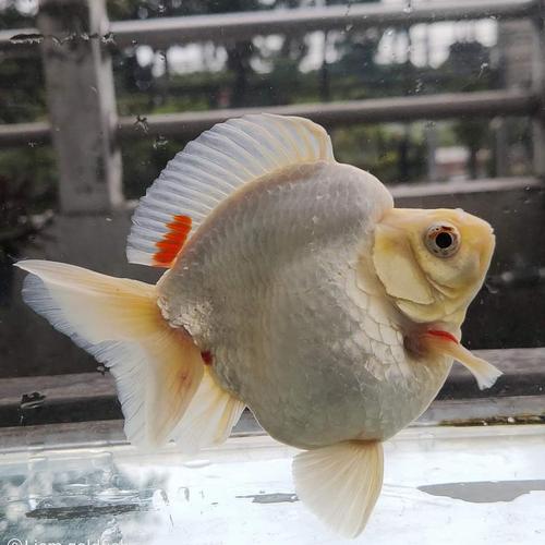 Jual ryukin punuk unta / ikan mas koki ryukin fancy - Kota Tangerang ...