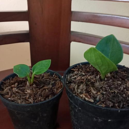 Jual anthurium mangkok paketan ( tapak dewa . james boon ) - Kota ...