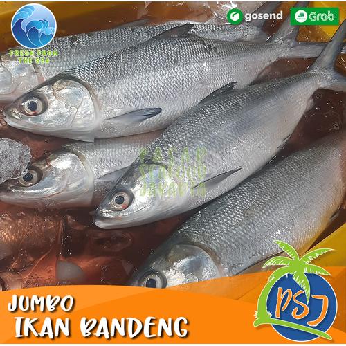 Jual Ikan Bandeng Besar Jumbo - Ikan Bandeng Jumbo Segar 2kg/Ekor ...