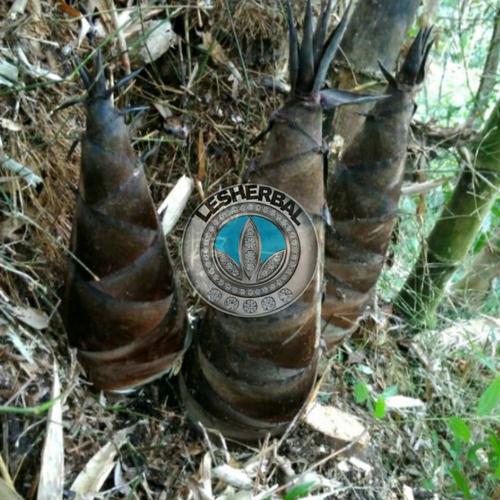 Jual rebung bambu muda segar 1kg - Kab. Bandung Barat - LESHERBAL30 ...