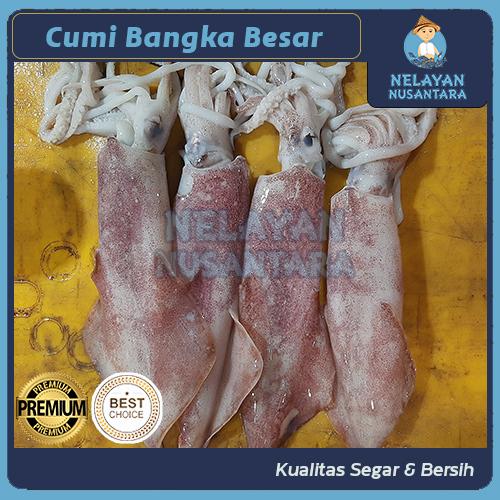 Jual Cumi Bangka Segar/Cumi Bangka Besar/Cumi Besar Segar 1kg 4-6 Ekor ...