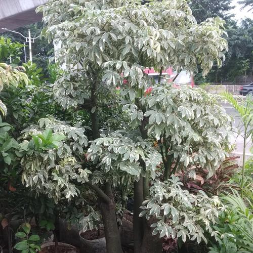 Jual tanaman bonsai randu variegata - Jakarta Timur - sanggar jaya ...