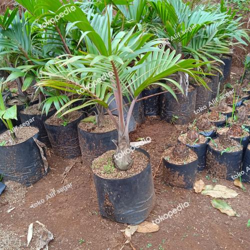 Jual tanaman hias palem botol uk 50cm/60cm pohon palem botol - Kota ...