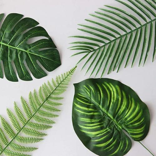 Jual Varian Daun Tropical Monstera Philodenron Palem Pakis Talas Calathea - Calathea - Kota ...