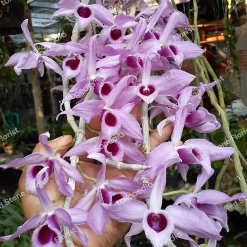 Jual Anggrek dendrobium Anosmum superbum dewasa rimbun bunga wangi ...