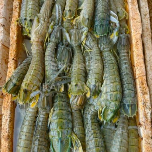 Jual udang ronggeng segar fresh - 1 kilogram - Jakarta Selatan - IKAN ...
