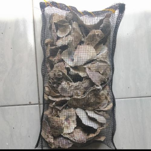 Jual Oyster 1kg plus waring filter koi - Kota Surabaya - Gibran D ...