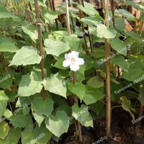 Jual Tanaman Rambat Bunga Tumbergia Bunga Putih Thunbergia Merambat ...