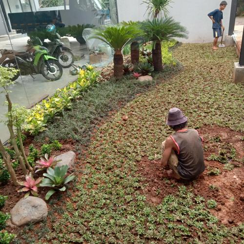 Jual penanaman rumput minimalis per meter - Kota Depok - taman hias ...