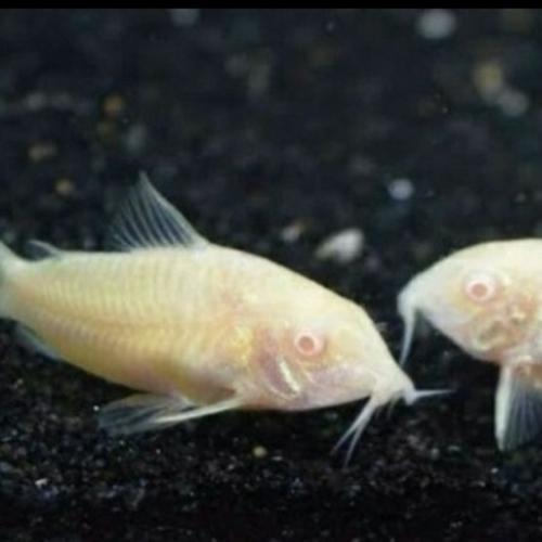 Jual ikan corydoras albino ikan pemakan lumut dan alga ikan tikus ...