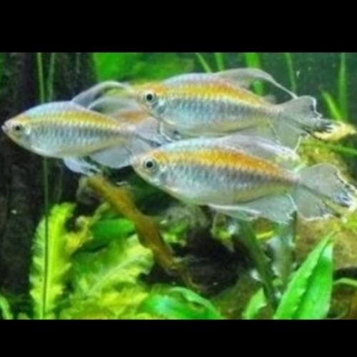 Jual ikan congo Tetra ikan kongo Tetra ikan hias aquarium ikan ...