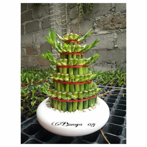 Jual Tanaman hias bambu hoki/ lucky/ 3 susun / 5 susun - 5 susun ...